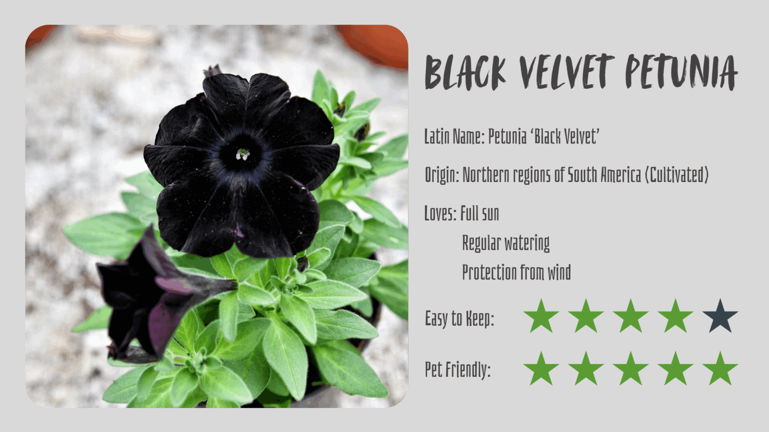 24 Creepy and Weird-Looking Plants Perfect for Halloween - Climadoor
