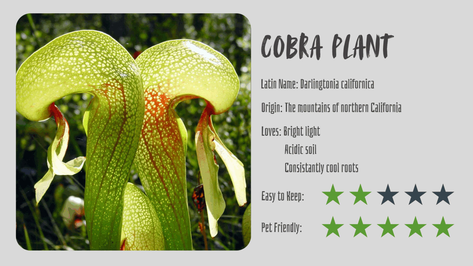 24 Creepy and Weird-Looking Plants Perfect for Halloween - Climadoor