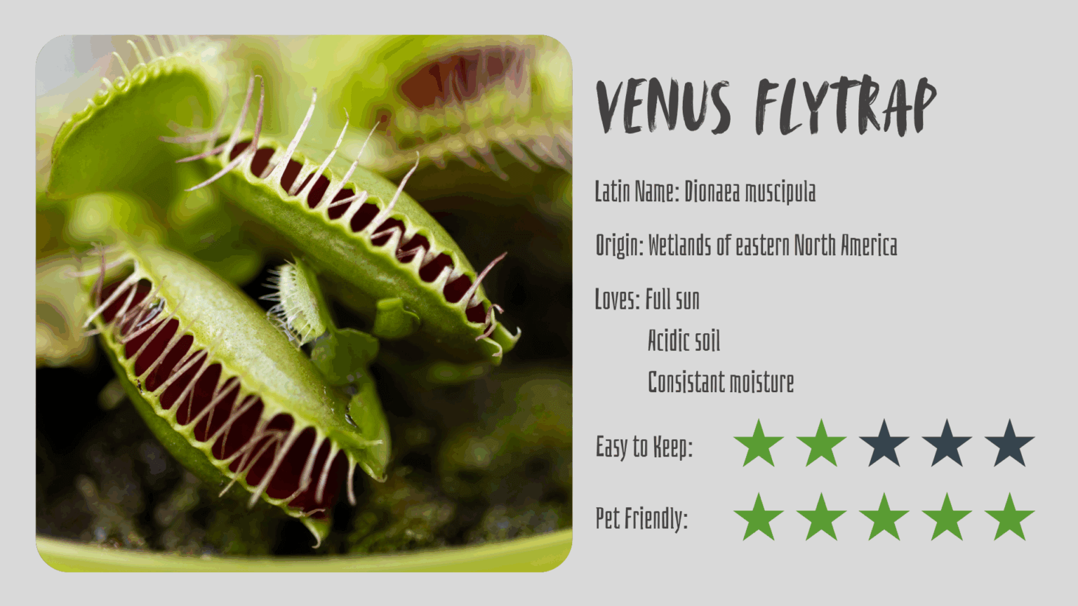 24 Creepy and Weird-Looking Plants Perfect for Halloween - Climadoor